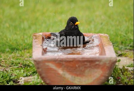stone water font,bird bath,water feature,garden,gardens,focal point ...