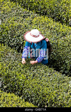 Tea Enshi China Stock Photo - Alamy