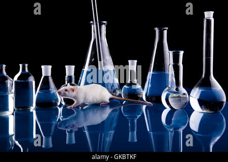 science, animal, laboratory, chemistry, biology, rat, biotechnology ...