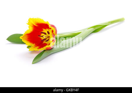 leaf, single, isolated, model, design, project, concept, plan, draft ...