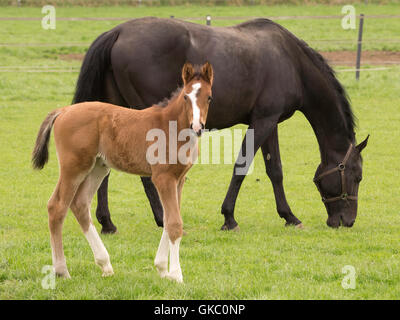 ride, horse, horses, foal, horseriding, willow, ride, horse, horses ...