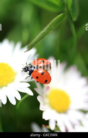 Ladybug on Daisy Stock Photo - Alamy