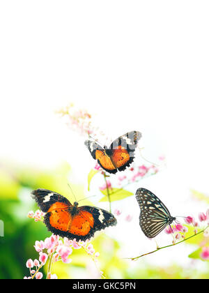 beautiful, beauteously, nice, detail, environment, enviroment, garden ...