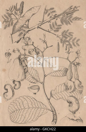 PLANTS: Acacie (Acacia). Gum Arabic. Noix d'Acajou (Cashew nuts), print ...