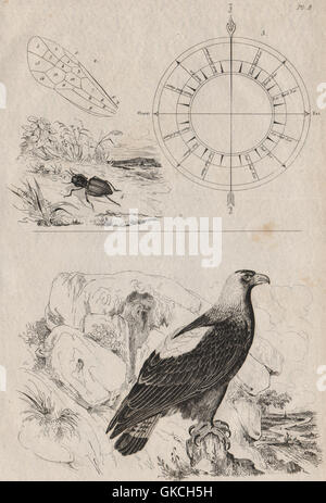 Eastern Imperial Eagle. Wind direction compass. Abacetus lucifugus ...