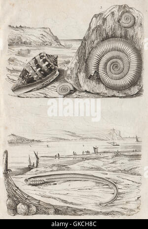Amiral -Cone (Conidae sea snails). Ammocète. Ammonite, antique print ...