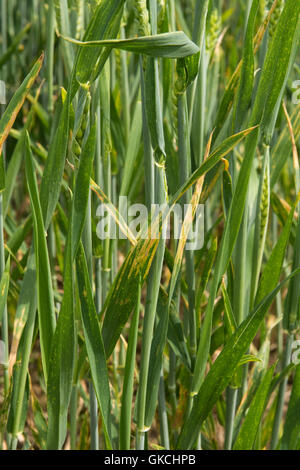 Wheat Flag Leaves Stock Photo - Alamy