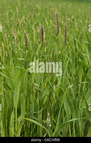 Blackgrass, Alopecurus myosuroides, flowering spikes of the grass weed ...