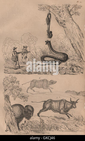 ANIMALS: Capturing a Boa Constrictor. Bison. Boeuf (Ox). Buffle ...