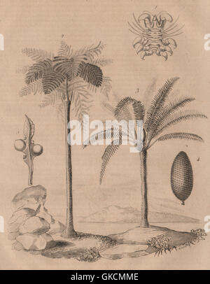 TREES: Cyamus (Whale louse). Cyathea (Tree Fern). Cycas (Sago Palm ...