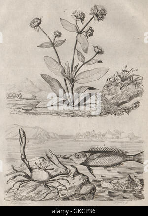 Green birdmouth wrasse. Globe Amaranth. Goneplax rhomboides (angular ...