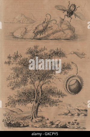 Hippidae (mole crab). Hippobosca fly. Hippocastanum (horse chestnut ...