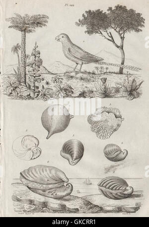 Ground parrot. Inocarpus (Tahitian chestnut). Inoceramus extinct ...