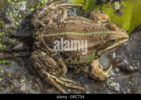 Northern Pool Frog (Pelophylax lessonae) in habitat Thompson Water ...