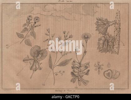 LINNAEUS' FLOWER CLOCK: Horloge de Flore II. Horologium Florae, old ...