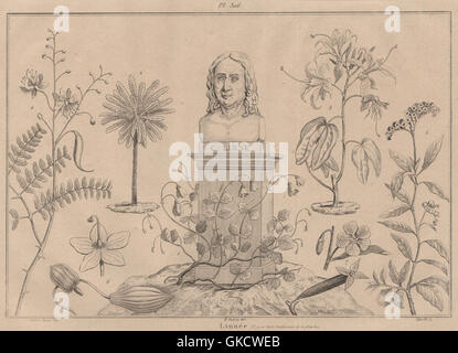 CARL LINNAEUS: Linnée. Botany Zoology Science, antique print 1833 Stock ...