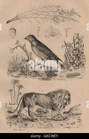 Common Linnet; egg. Lion. Convolvulus (bindweed). Lithobius (centipede ...