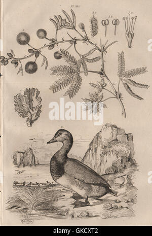 Millépore (Fire Coral). Milouin (Pochard Duck). Mimeuse (Mimosa), print ...