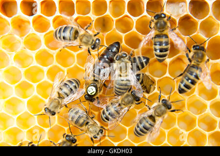 sweet, closeup, insects, freshness, pollen, beehive, apiary, busy ...