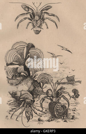 SEASHORE: Padine (Peacock's tail). Pagures (Hermit Crabs), antique ...