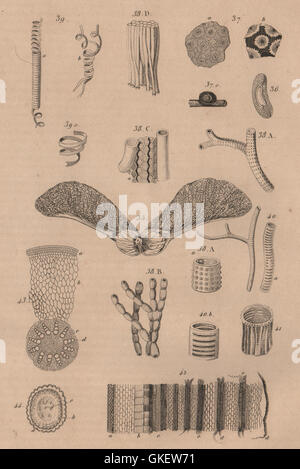 PLANTS: Physiologie Végétale. Sycamore seed, antique print 1833 Stock ...