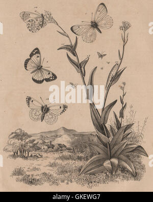 PIERIDAE BUTTERFLIES Orange Tip. Blue-Spotted Arab (Colotis phisadia ...