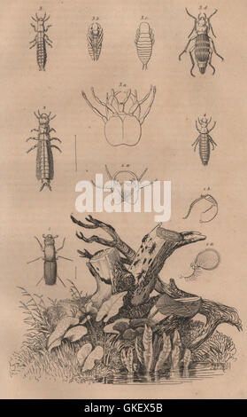 BEETLES: Platypus cylindrus (oak pinhole borer). Plectes. Carabus ...