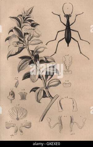 Podalyria sericea (Cape satin bush). Carabus blaptoides (ground beetle ...