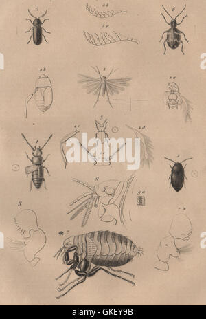 Pterophoridae (plume moth). Ptilium Ptilinus. Ptine (Spider Beetle ...