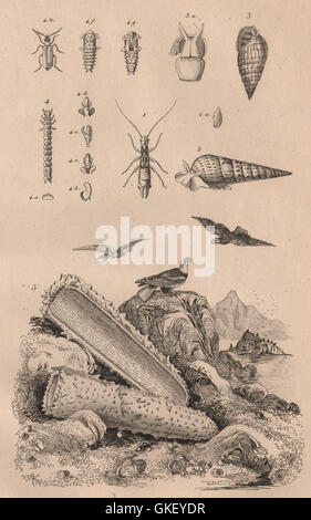 Pygidicrana. Pyramidella. Pyrochroa (Cardinal Beetle). Pyrosoma ...