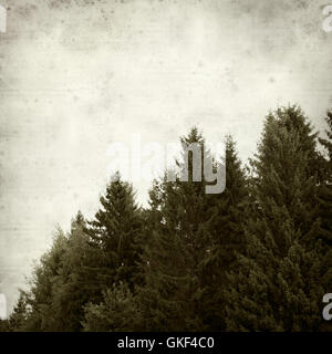 textured old paper background with spruce branch with cone Stock Photo ...