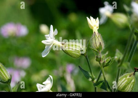 Evening Lychnis Flower Stock Photo - Alamy
