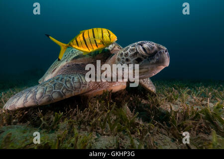 Green turtle (chelonia midas) and trevally in the Red Sea Stock Photo ...