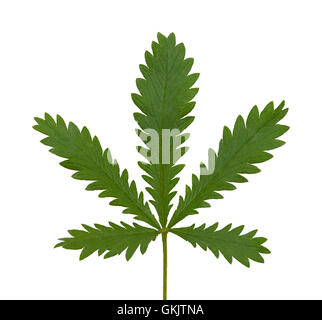Green leaf isolated on white Stock Photo - Alamy