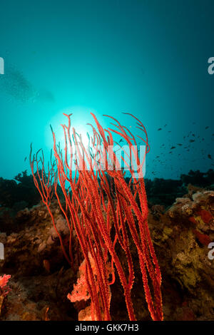 Red cluster whip in the Red Sea Stock Photo - Alamy