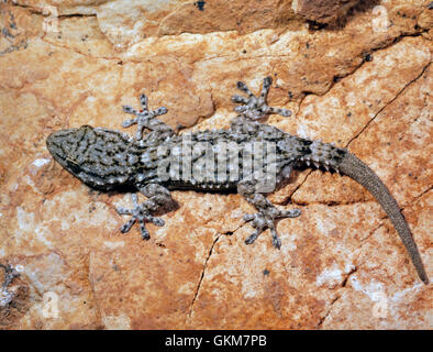 Gecko reptile parasite Tarentola mauritanica Trombicula sp. mite gecko ...