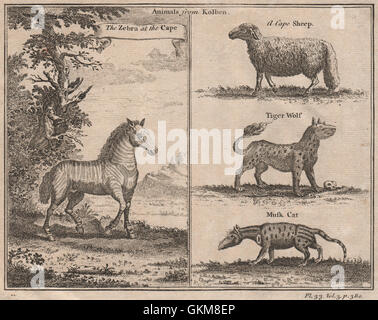 South African animals. Cape Sheep Zebra Ass Goat Leopard Musk cat Civet ...