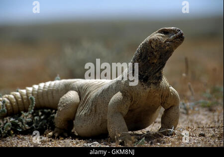 Spiny tailed lizard (Uromastyx aegyptia microlepis) Oman, January Stock ...