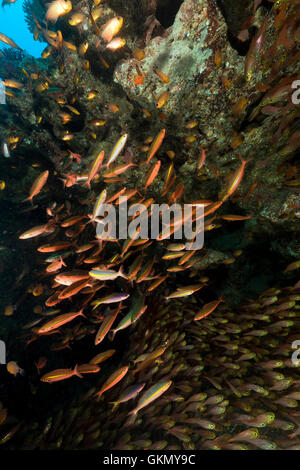 Glassfish and fusiliers in the Red Sea Stock Photo - Alamy