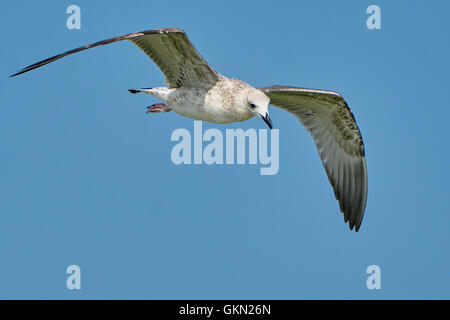 Common gull in flight against blue sky, Pitsford Reservoir ...
