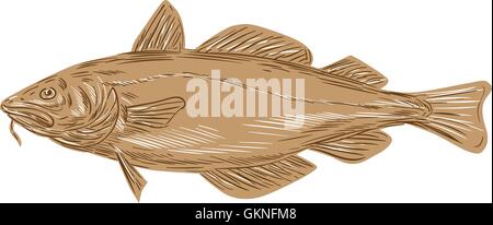 Atlantic Cod fish hand drawing vintage engraving illustration Stock ...