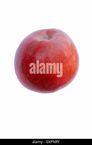 apple (Malus domestica 'Fuji', Malus domestica Fuji), cultivar Fuji ...