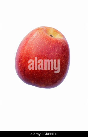 Scilate apple (Malus domestica Scilate). Hybrid between Royal Gala and ...