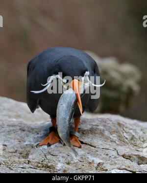 Inca tern eating a fish while on a rock Stock Photo - Alamy