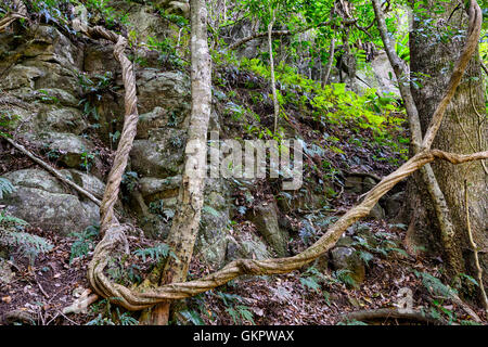Lianas growing in the temperate Minnamurra Rainforest Centre, New South ...