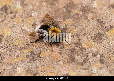 Tree Bumblebee (Bombus hypnorum) adult worker feeding on Laburnum ...