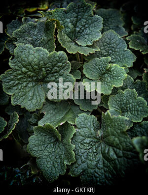 Tellima Grandiflora, clumping perennial plant with hairy and scalloped ...