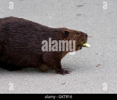 Isolated photo of the strong Canadian beaver walking Stock Photo - Alamy
