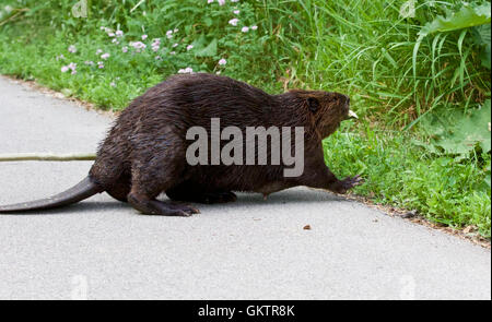 Isolated close photo of the Canadian beaver on the road Stock Photo - Alamy