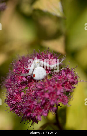 White crab spider on white flower, close up. Misumena vatia Stock Photo ...